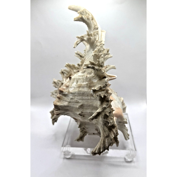 Accents | Large Natural Conch Sea Shell White Murex Ramosus On Base 8x6 ...